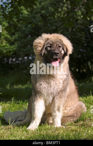 sitzender Kaukasischer Schäferhund / sitting caucasian owtcharka Stock ...