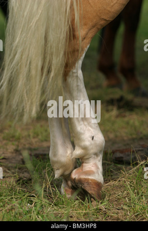 Close-up of a horse's hind legs and hooves in resting position on a ...