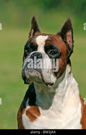 Boxer (Canis familiaris) male with cropped ears Stock Photo - Alamy