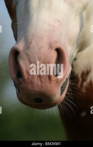 Pferdemaul / horsemouth Stock Photo - Alamy