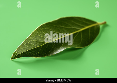 Shiny laurel leaf at green studio background Stock Photo - Alamy