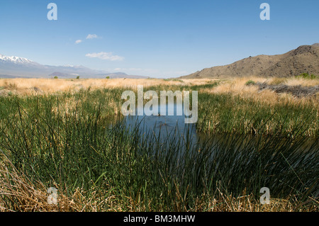 Lower Owens River section that was rewatered by the LADWP. Flows are at ...