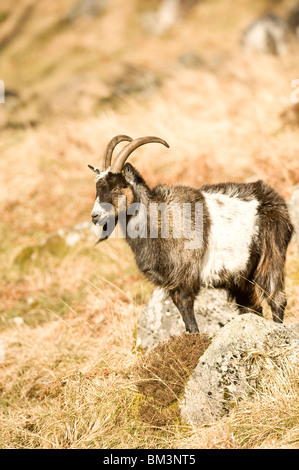 Wild Goat Sheep Scotland Stock Photo: 29580697 - Alamy