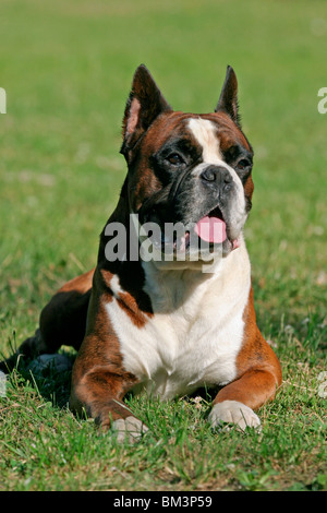 Boxer (Canis familiaris) male with cropped ears Stock Photo - Alamy