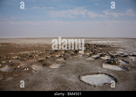 Flamingo eggs in flamingo island or Anda bet of Rann of kutch, India ...