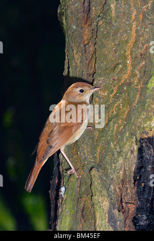 Nightingale, nightingales, songbirds, animals, birds, Common ...