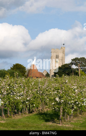 Cultivated Apple (Malus domestica) orchard, with fruit on trees ...