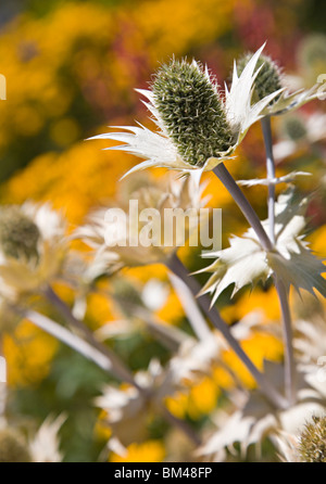 Ornamental thistle in garden Seattle Washington state USA Stock Photo ...