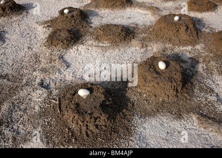 Flamingo eggs in flamingo island or Anda bet of Rann of kutch, India ...