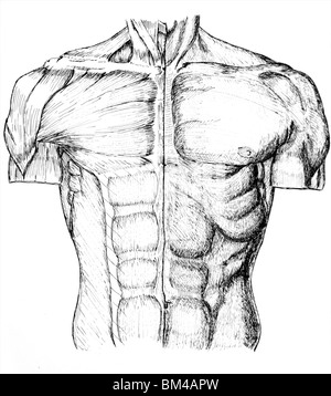 Human upper body showing muscle parts, axial skeleton and veins Stock ...