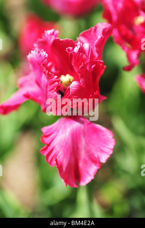 White tulip field Stock Photo - Alamy