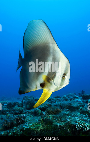 Circular Spadefish or Batfish [Platax orbicularis]. Maldives Stock ...