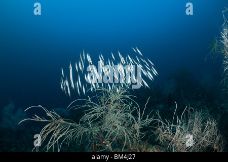Razorfish Aeoliscus strigatus Papua New Guinea Kimbe Bay Pacific Ocean ...