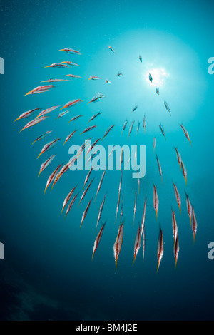 Razorfish Aeoliscus strigatus Papua New Guinea Kimbe Bay Pacific Ocean ...