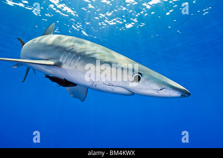 Blue Shark, Prionace glauca, Big Island, Hawaii, USA Stock Photo - Alamy