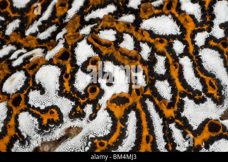 Tunicate Colony, Botryllus sp., Lembeh Strait, North Sulawesi ...