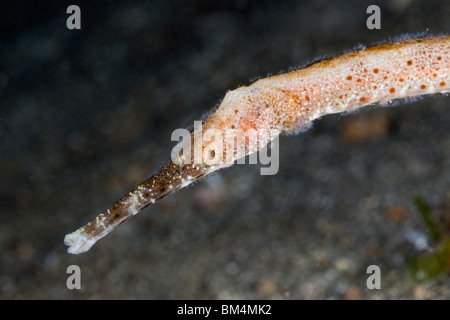 Stick Pipefish, Trachyrhamphus longirostris, Lembeh Strait, Sulawesi ...