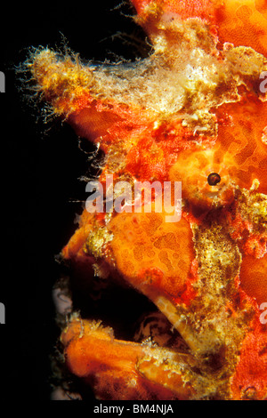 Red Dwarty Frogfish, Antennarius maculatus, Puerto Galera, Mindoro ...