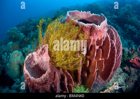 Yellow Crinoid on Sponge, Comanthina schlegeli, Melanesia, Pacific ...