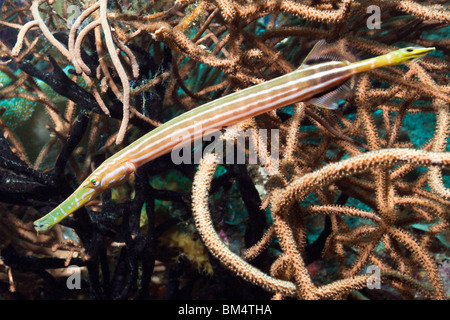Trumpetfish between Gorgonia, Aulostomus chinensis, Rumphella sp., Raja ...