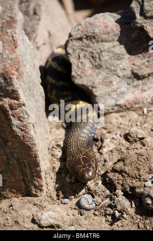 Zebra snake, Namibia Stock Photo - Alamy