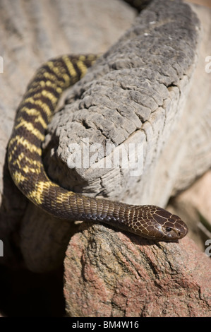 Zebra snake, Namibia Stock Photo - Alamy