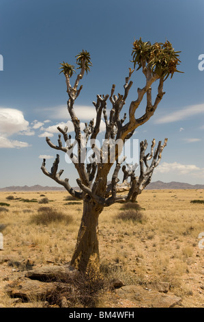 quiver tree in the Namib Naukluft Desert in Namibia Stock Photo - Alamy