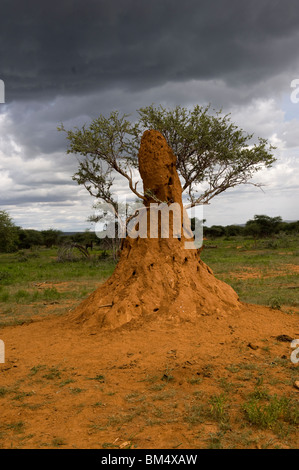 termite mound ; ant hill ; termite anthill Stock Photo - Alamy