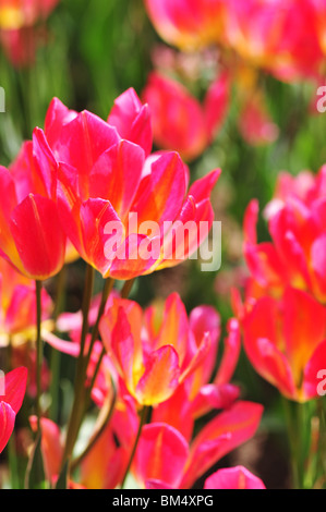 beautiful colorful tulip Stock Photo - Alamy