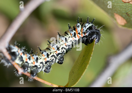 Mopani caterpillars/ worms, Namibia Stock Photo - Alamy