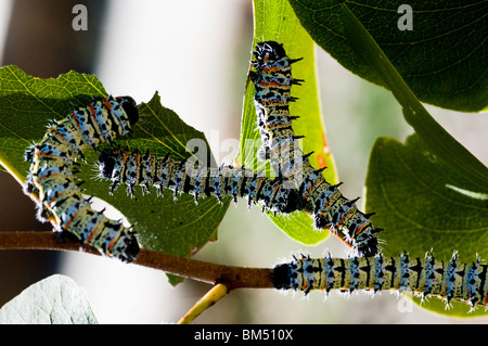 Mopani caterpillars/ worms, Namibia Stock Photo - Alamy