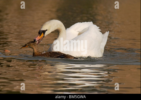 A Female Mute Swan and Two Mallard Ducks by the Trent and Mersey Canal ...