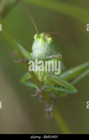Great green bush cricket Stock Photo - Alamy
