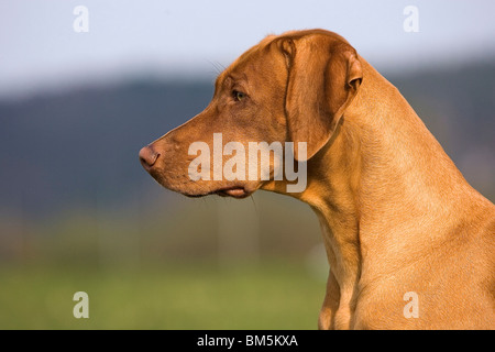Rhodesian Ridgeback Livernose Stock Photo - Alamy