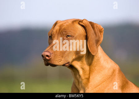 Rhodesian Ridgeback Livernose Stock Photo - Alamy