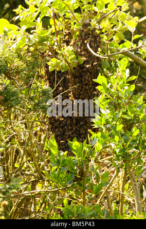 Honey Bees, Apis mellifera. Swarm close-up Stock Photo - Alamy