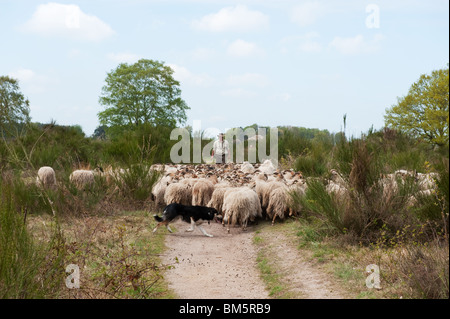Schaapsherder met kudde en honden op de heide in Hilversum Stock Photo - Alamy