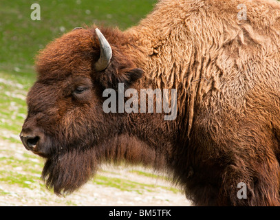 side profile of bison standing in grass by trees Stock Photo - Alamy