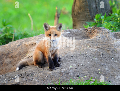 Kit fox in the wild, Indiana Stock Photo - Alamy