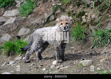 Cheetah with cub Stock Photo - Alamy