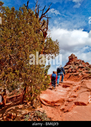 Cedar Tree, Arches National Park, Moab, Utah Stock Photo - Alamy