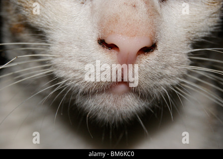 Face without eyes and mouth Stock Photo - Alamy