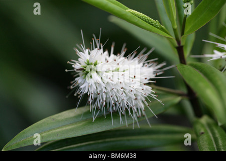 Hebe macrocarpa var. macrocarpa, Scrophulariaceae, New Zealand (North ...