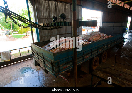 Tannery in Brazil, Caceres city, Mato Grosso State, Amazon. Wet blue ...