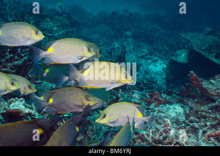 Golden rabbitfish (Siganus guttatus) school feeding on algae growing on ...