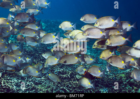Golden rabbitfish (Siganus guttatus) school feeding on algae growing on ...
