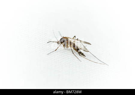 Northern house mosquito (Culex pipiens), male (left) and female (right ...