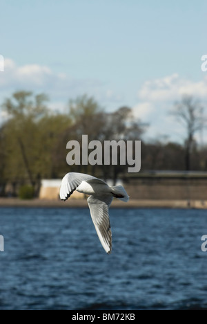 A river gull above the water surface of the Danube River Stock Photo ...