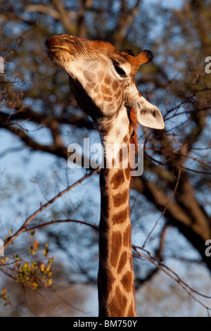 Giraffe (Giraffa camelopardalis) has animal bone in mouth. Etosha ...