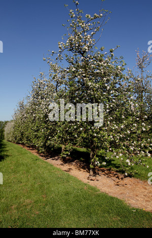 Mature cider apple trees in a Somerset orchard Stock Photo - Alamy